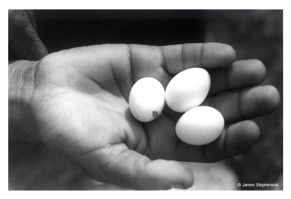 Hunters Hand with Eggs